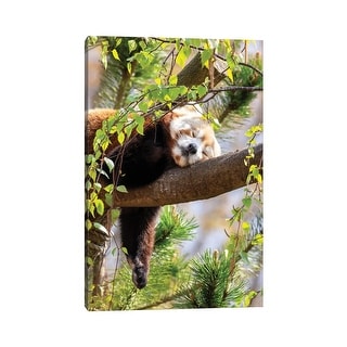 iCanvas "Red Panda Sleeping In A Tree" by Jane Rix Canvas Print - Bed Bath & Beyond - 35602588